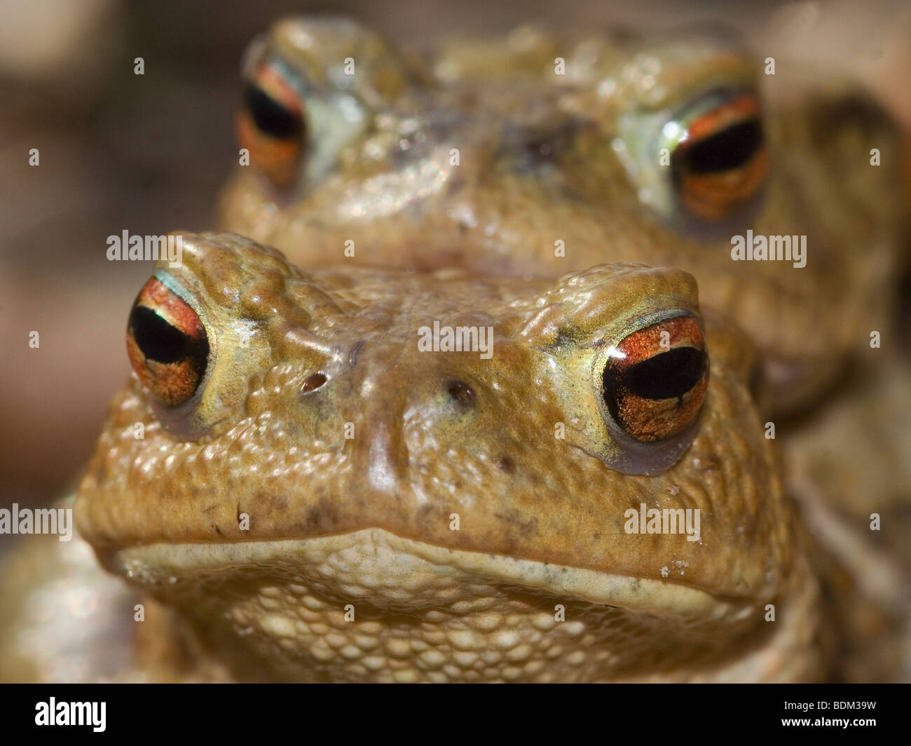 Closeup two common toads hi-res stock photography and images - Alamy
