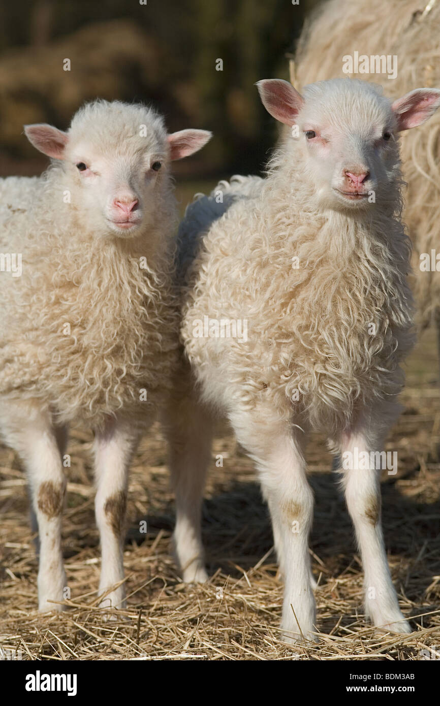 two lambs - standing Stock Photo - Alamy