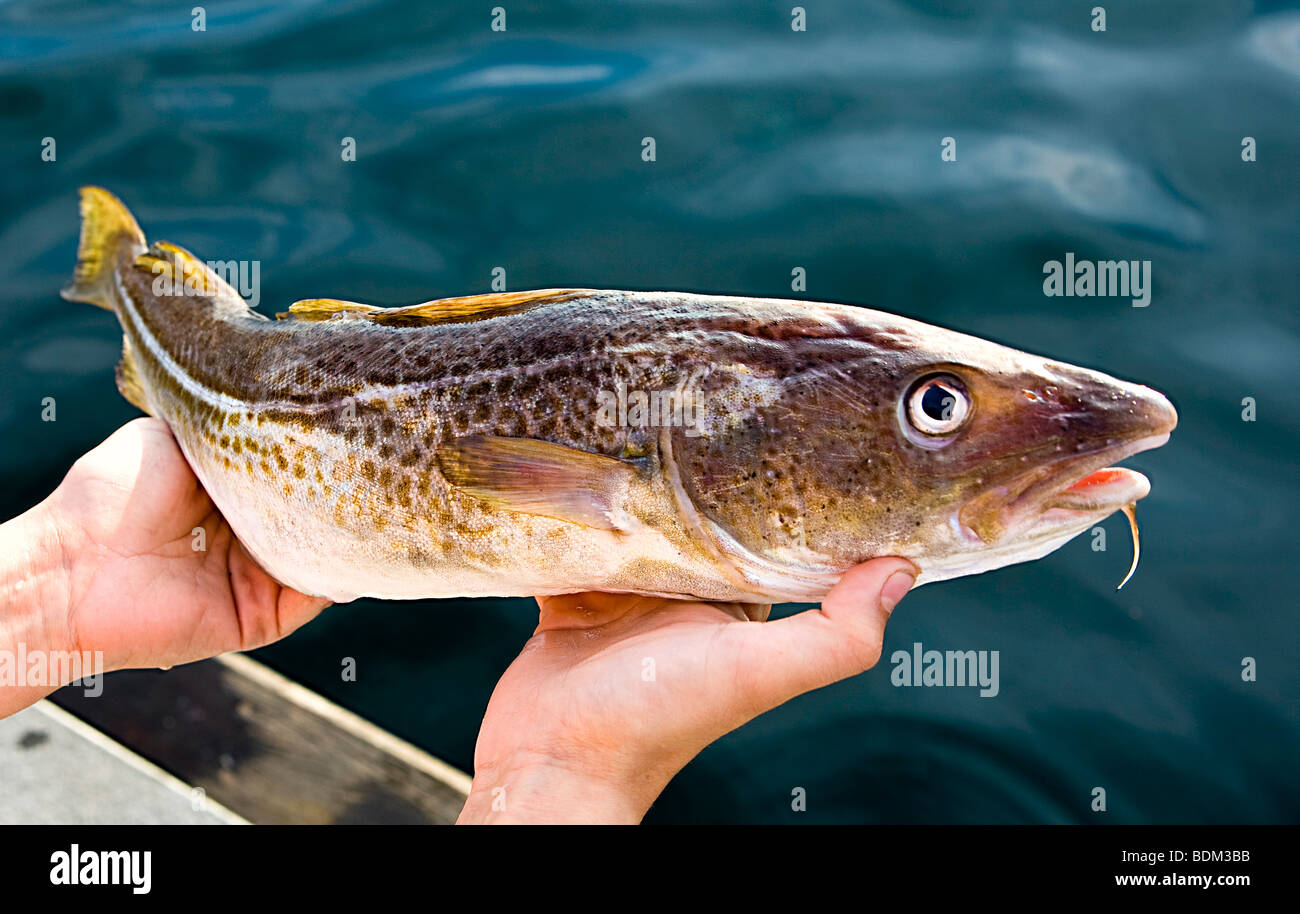 Atlantic cod / Gadus morhua Stock Photo - Alamy