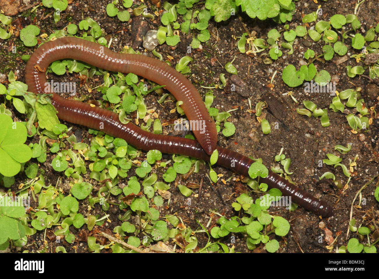 Nightcrawler Lumbricus Terrestris High Resolution Stock Photography and ...