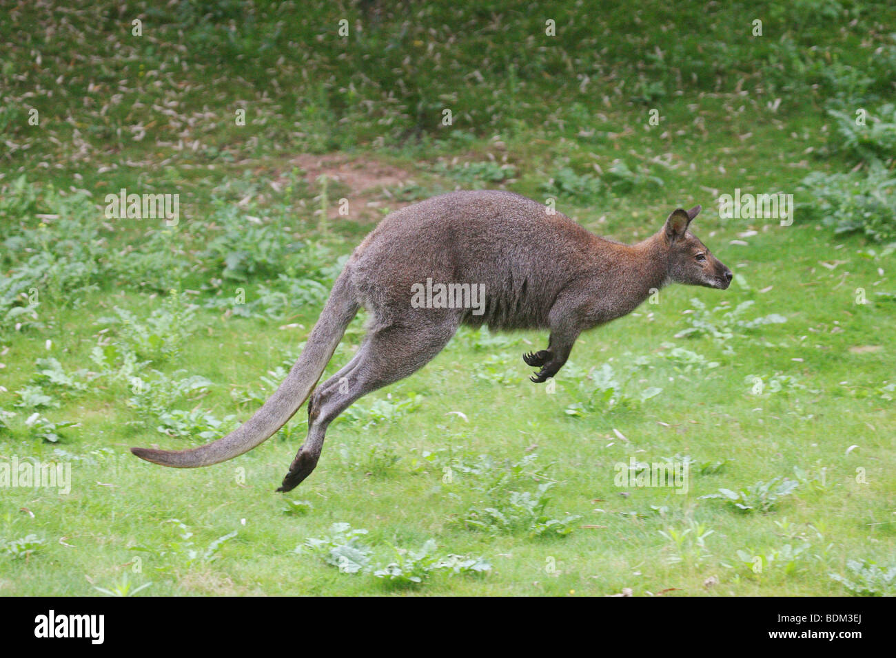 Bennett's Wallaby - jumping on meadow / Macropus rufogriseus rufogriseus Stock Photo - Alamy