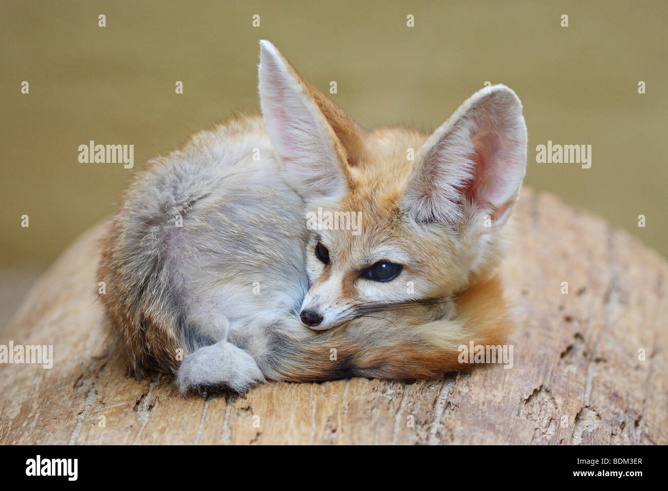 Baby Fennec Fox Curled Up