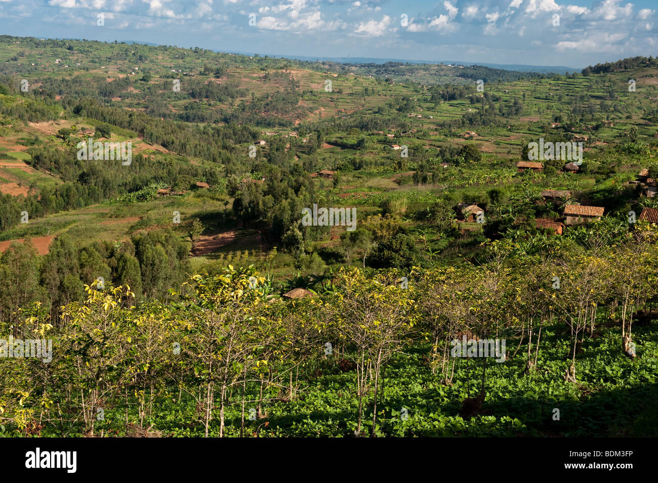 Coffee plantation, Mabara, near Butare, Rwanda Stock Photo - Alamy