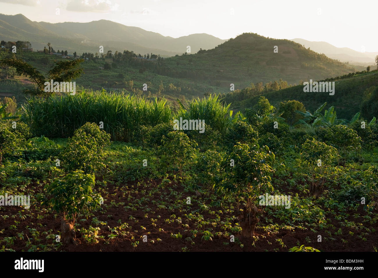 Coffee plantation, Mabara, near Butare, Rwanda Stock Photo - Alamy