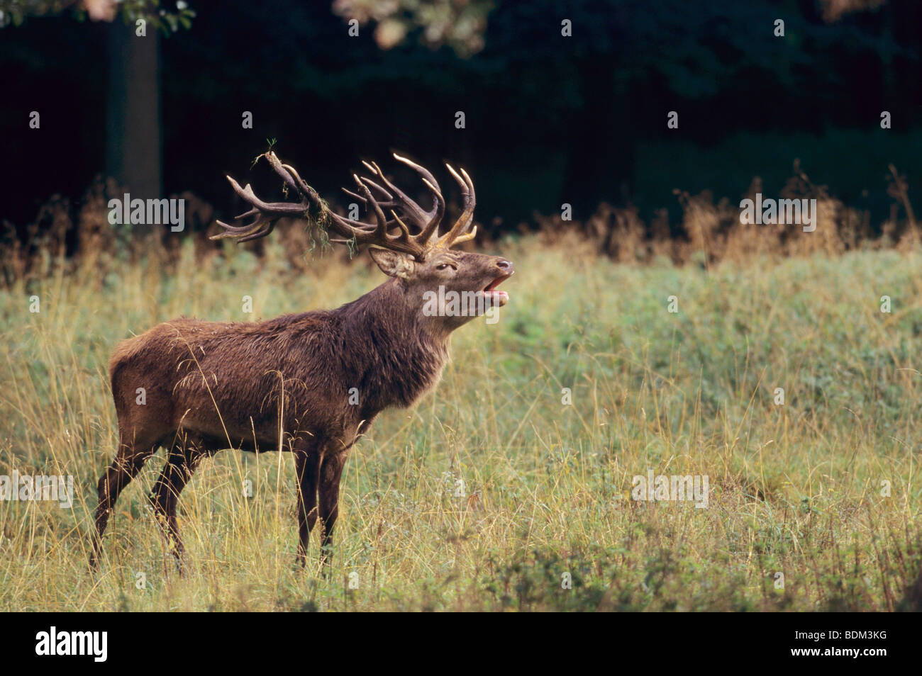 Red Deer bull - belling / Cervus elaphus Stock Photo - Alamy