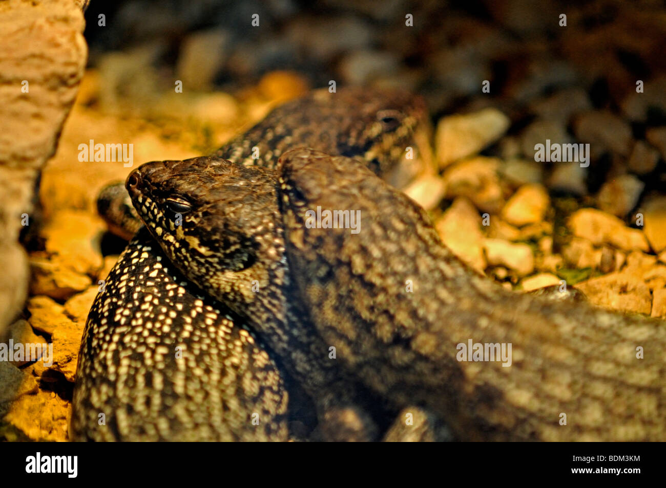 Iguanas in San Diego zoo Stock Photo - Alamy