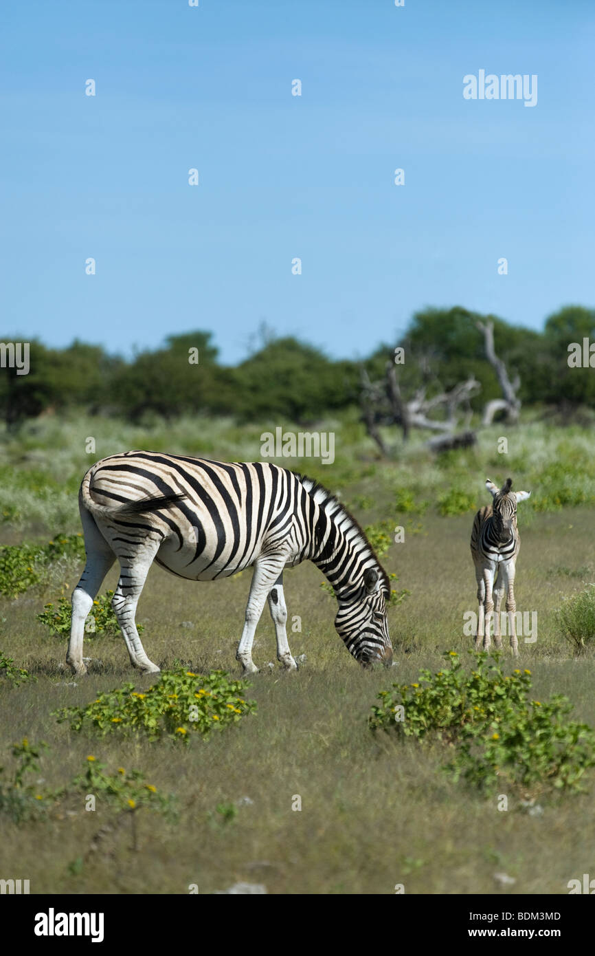 Damara zebra Equus quagga antiquorum mare with fowl Etosha National ...