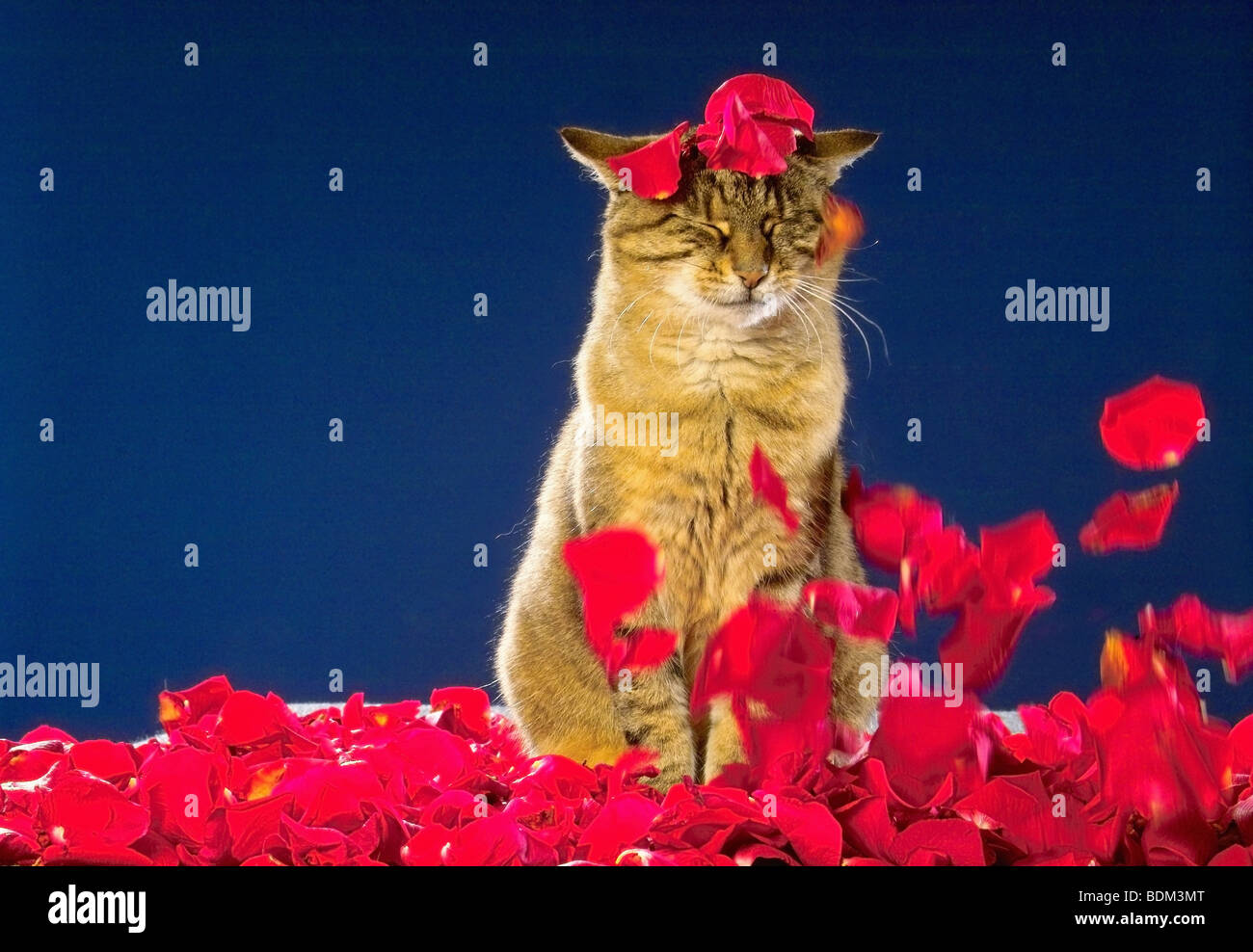 tabby domestic cat between flowers Stock Photo - Alamy