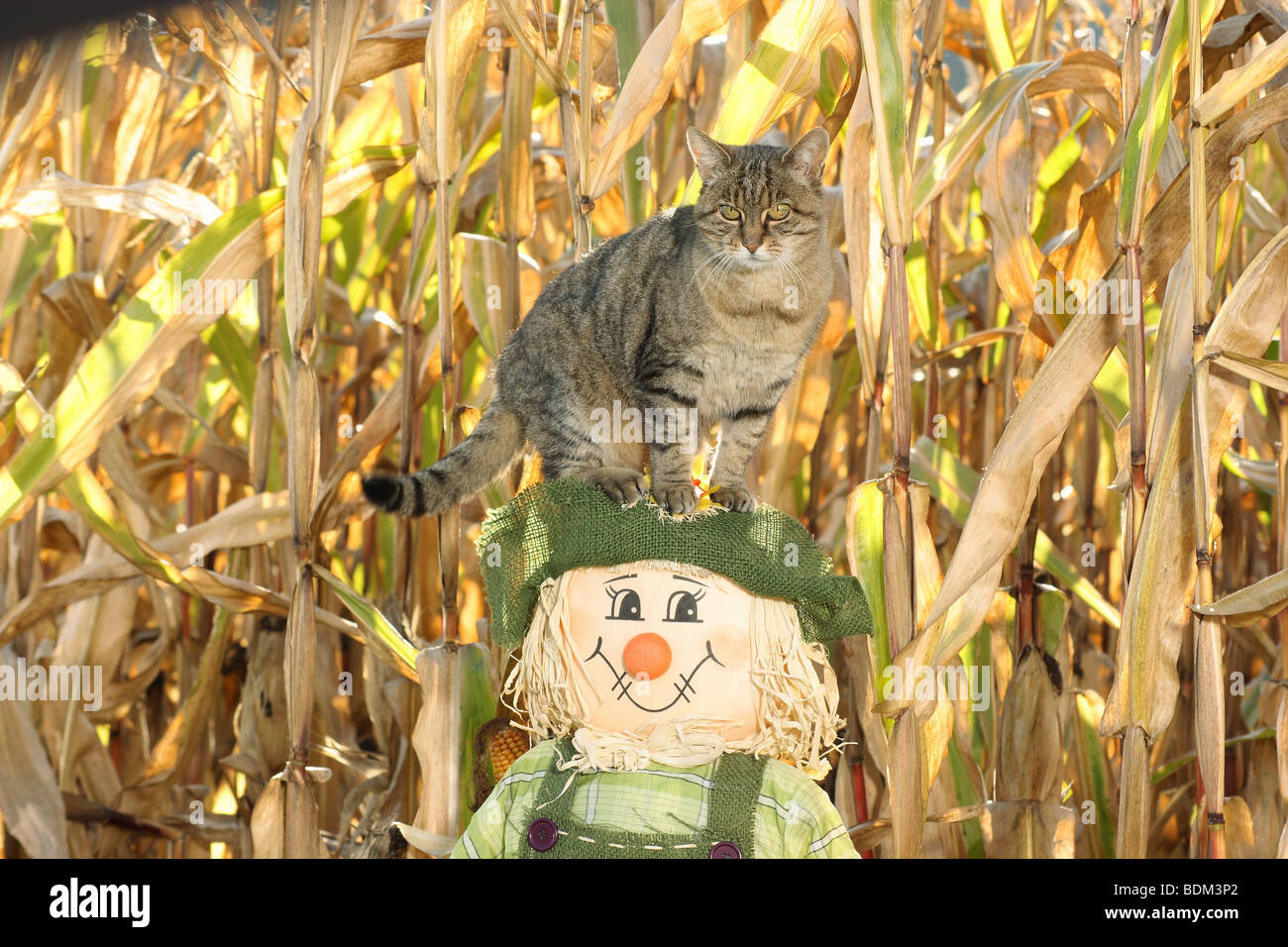 Scarecrow Cat
