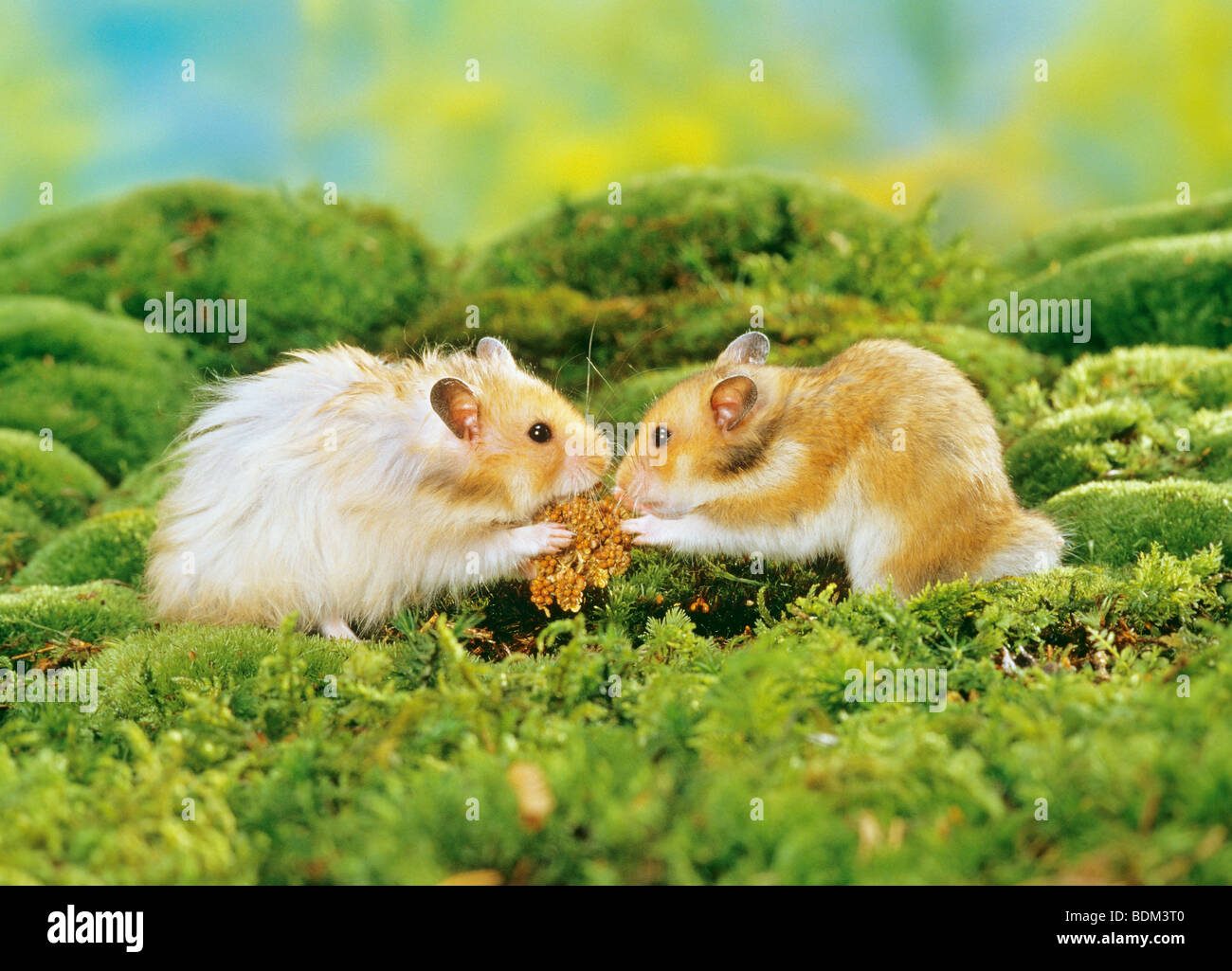 Two hamster eating hi-res stock photography and images - Alamy