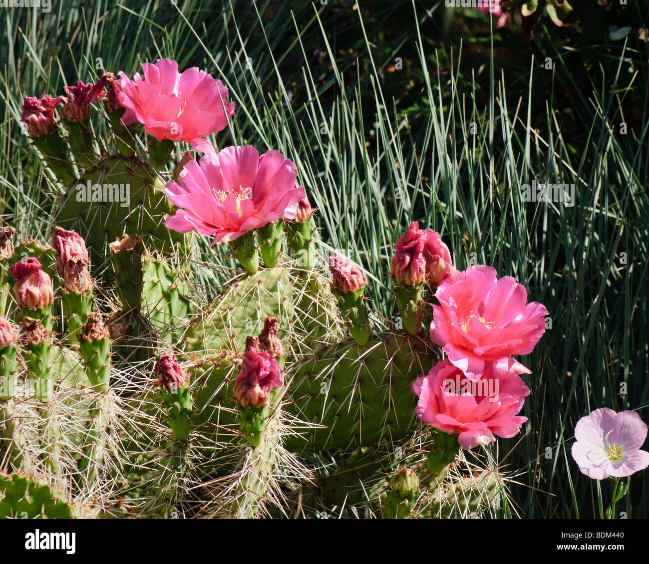 Prickly pear cactus in bloom Stock Photo - Alamy