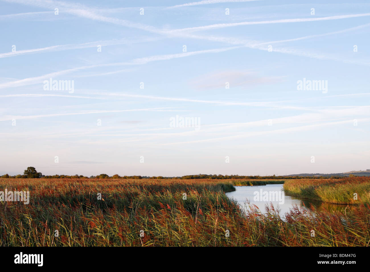 Wetland "reed beds", RSPB Otmoor Nature Reserve, Oxfordshire, England ...
