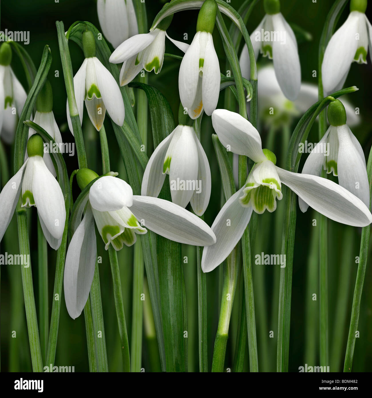Group of snowdrops hi-res stock photography and images - Alamy