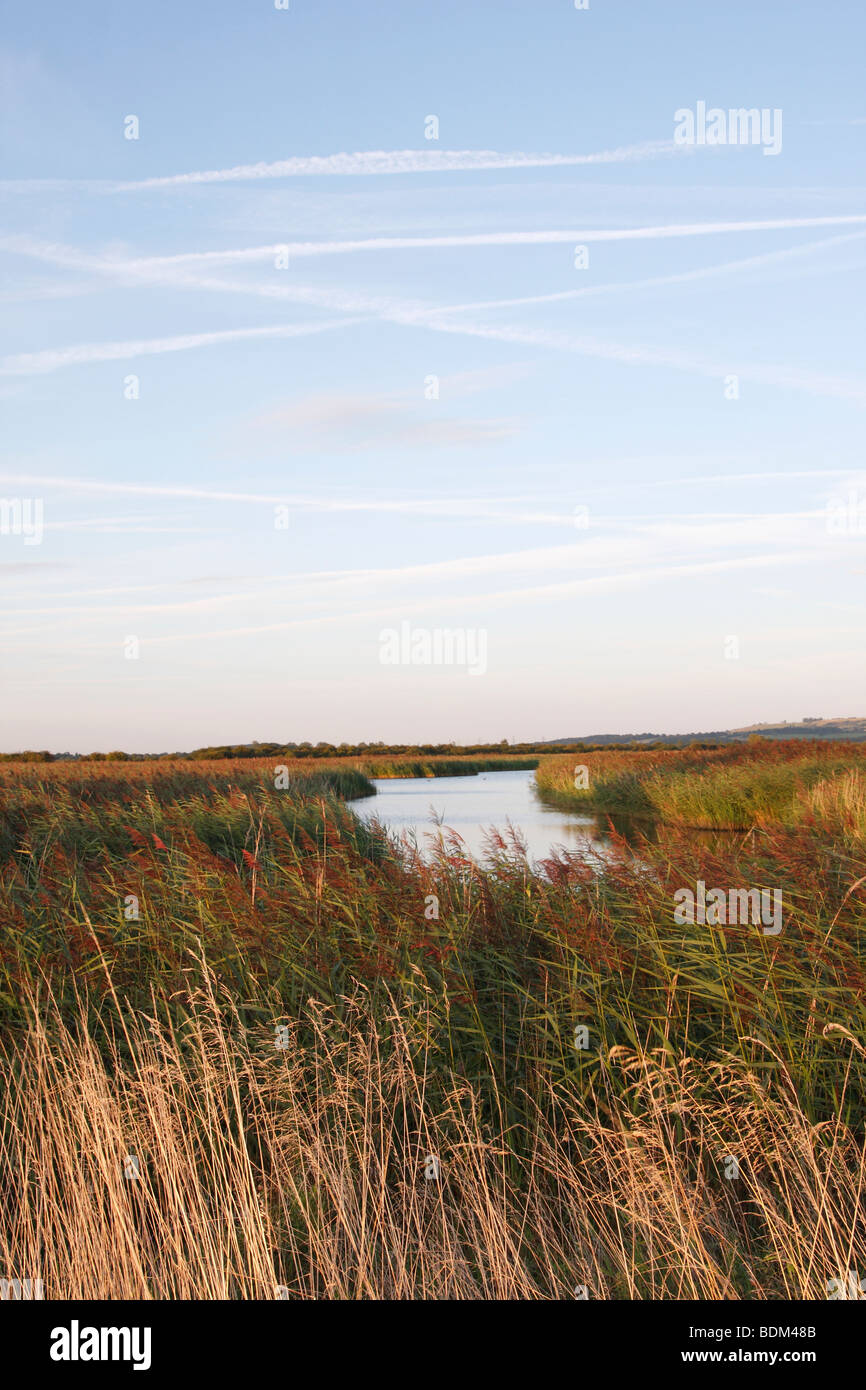 Wetland "reed bed", RSPB Otmoor Nature Reserve, Oxfordshire, England ...