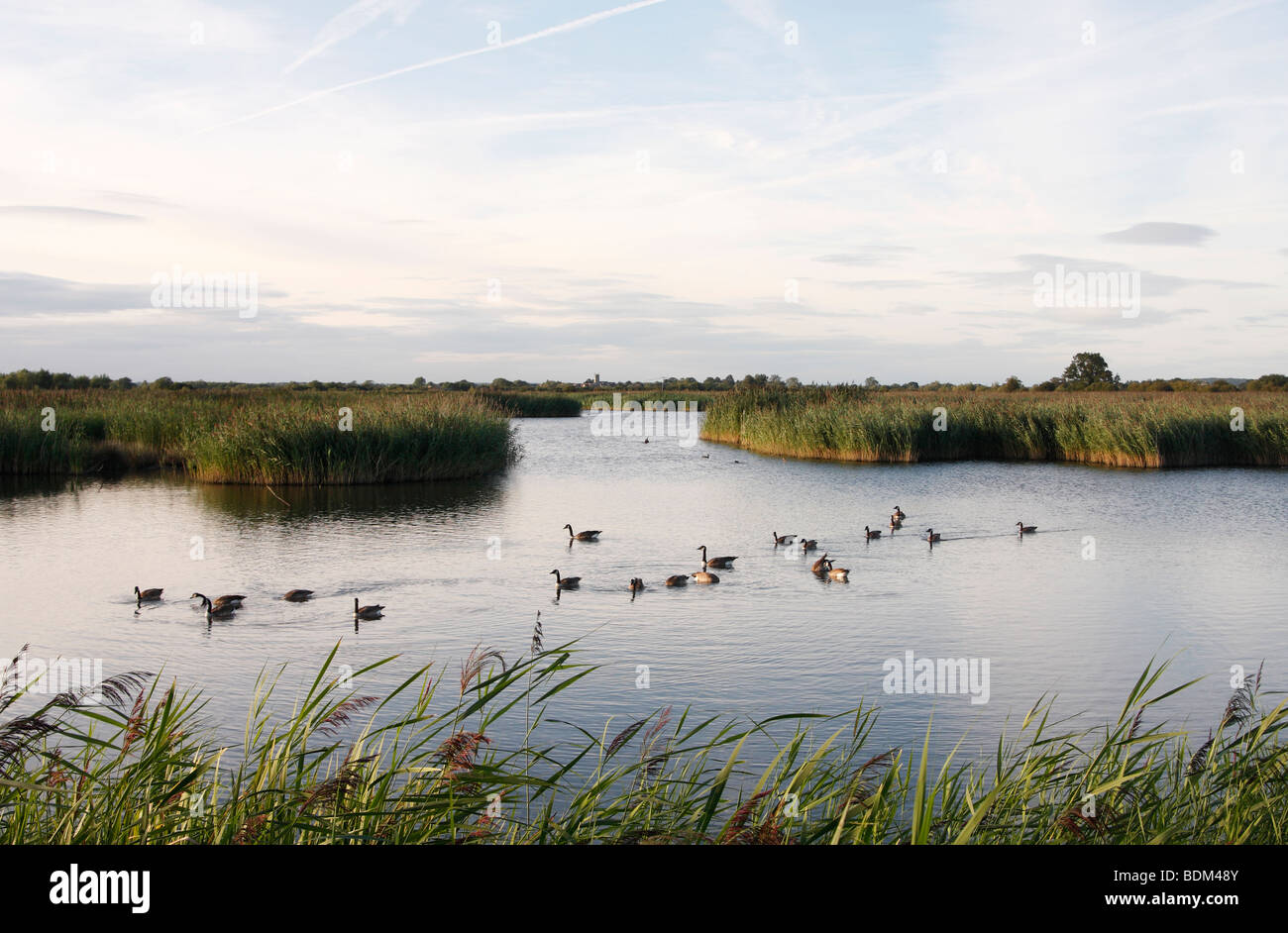 Geese swimming on flooded wetland, RSPB Otmoor Nature Reserve ...