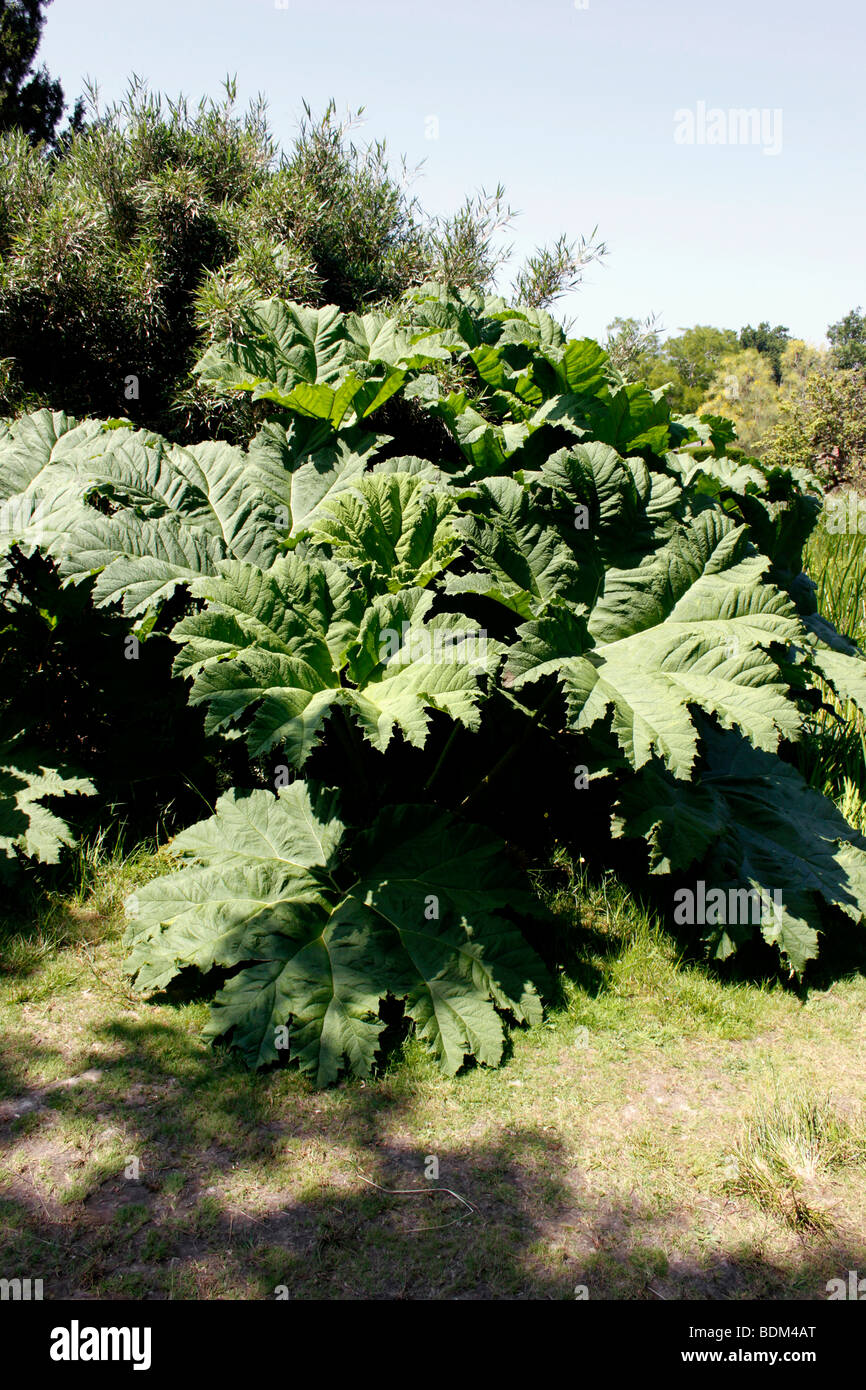 Gunnera manicata by pond hi-res stock photography and images - Alamy