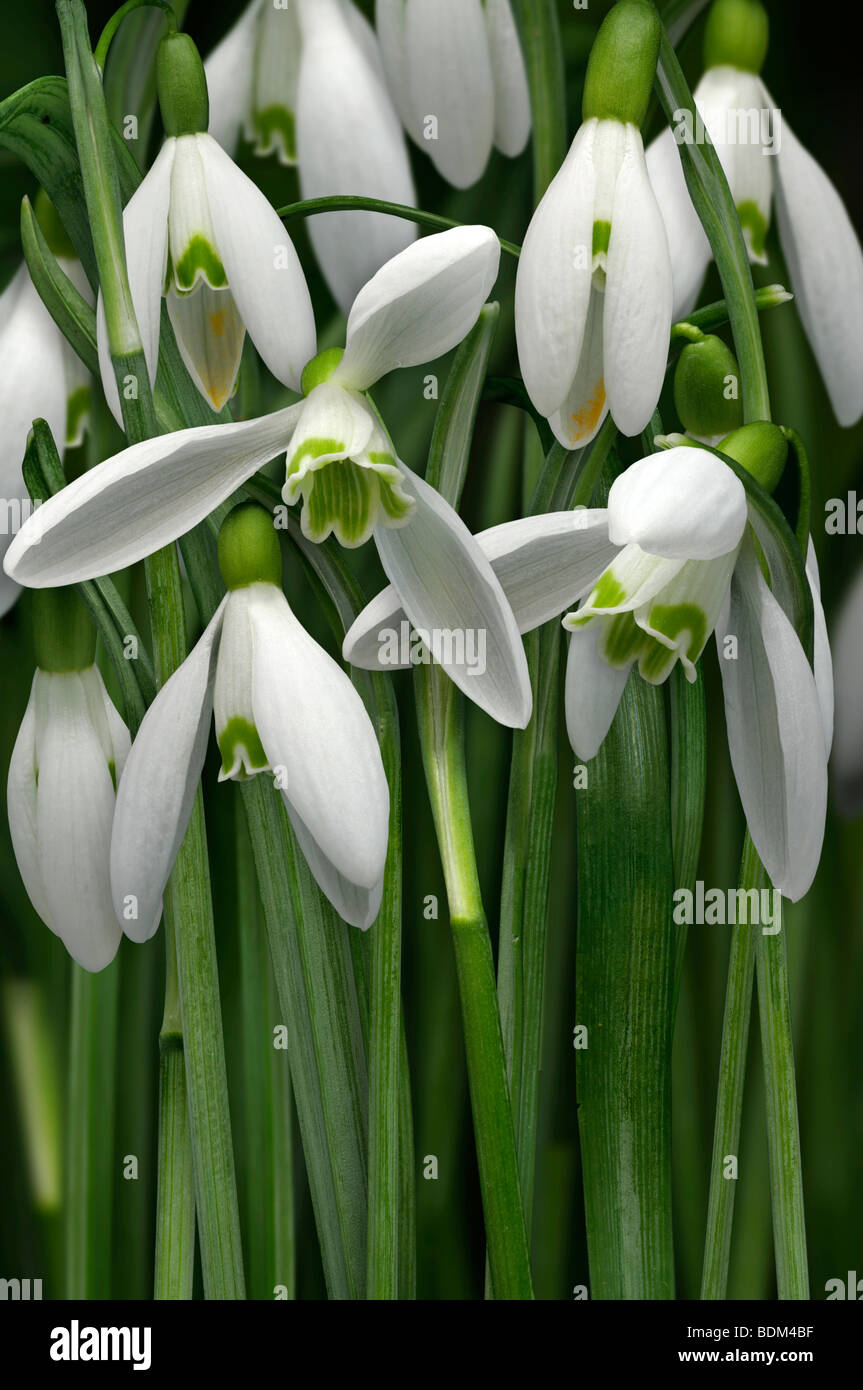 group of snowdrops Stock Photo - Alamy