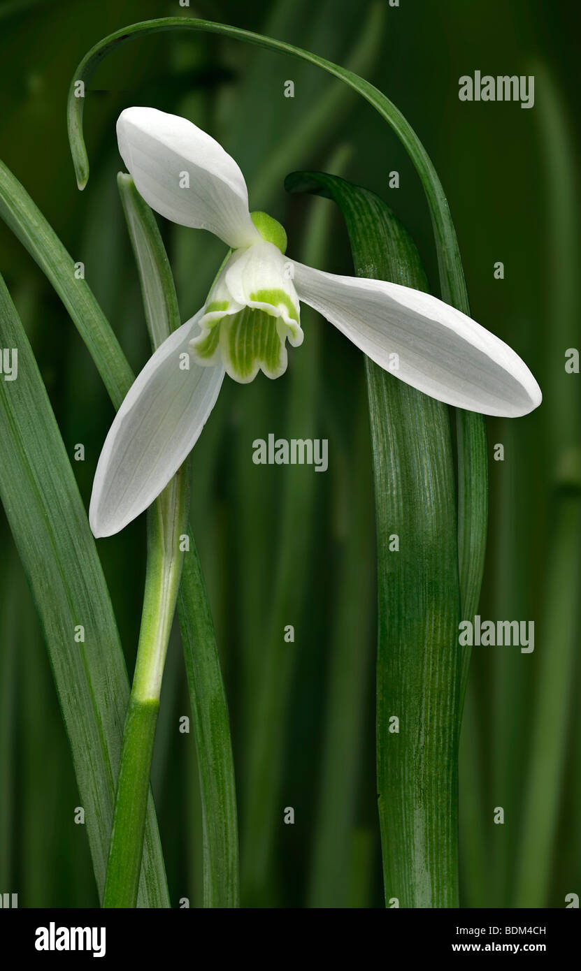 Snowdrop foliage hi-res stock photography and images - Alamy