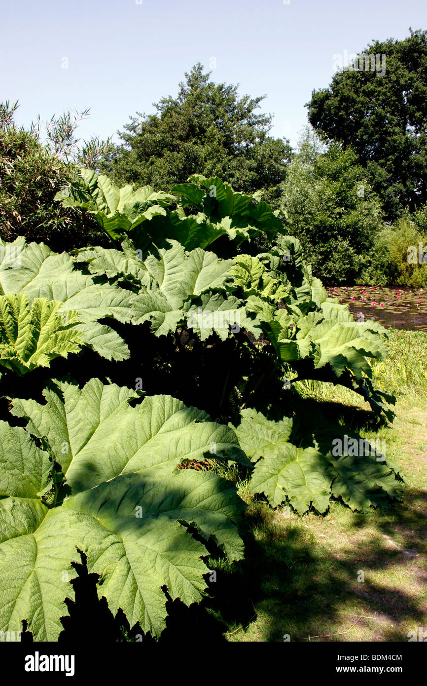 Vigorous rampant fast growing leaves hi-res stock photography and ...