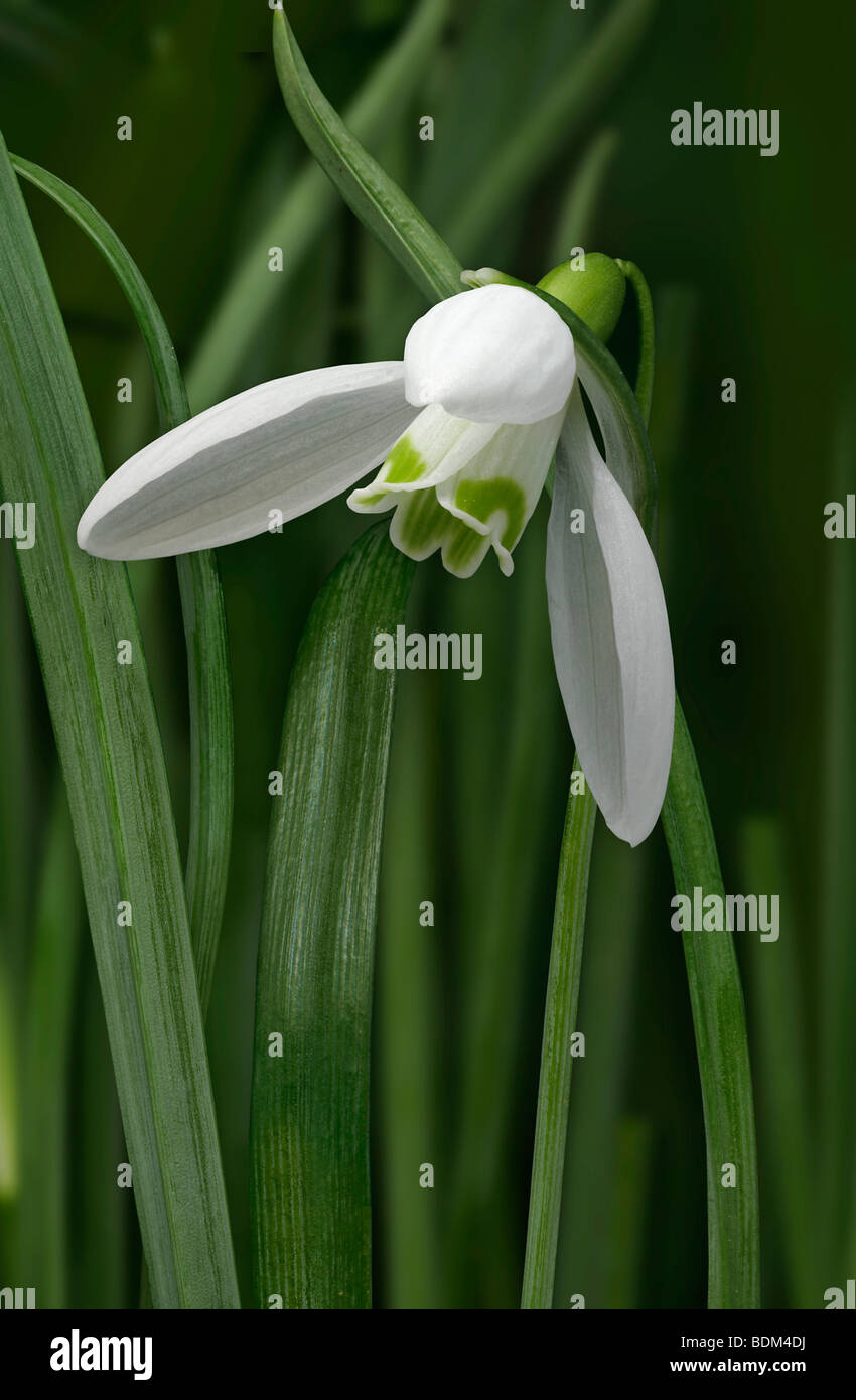 Snowdrop foliage hi-res stock photography and images - Alamy