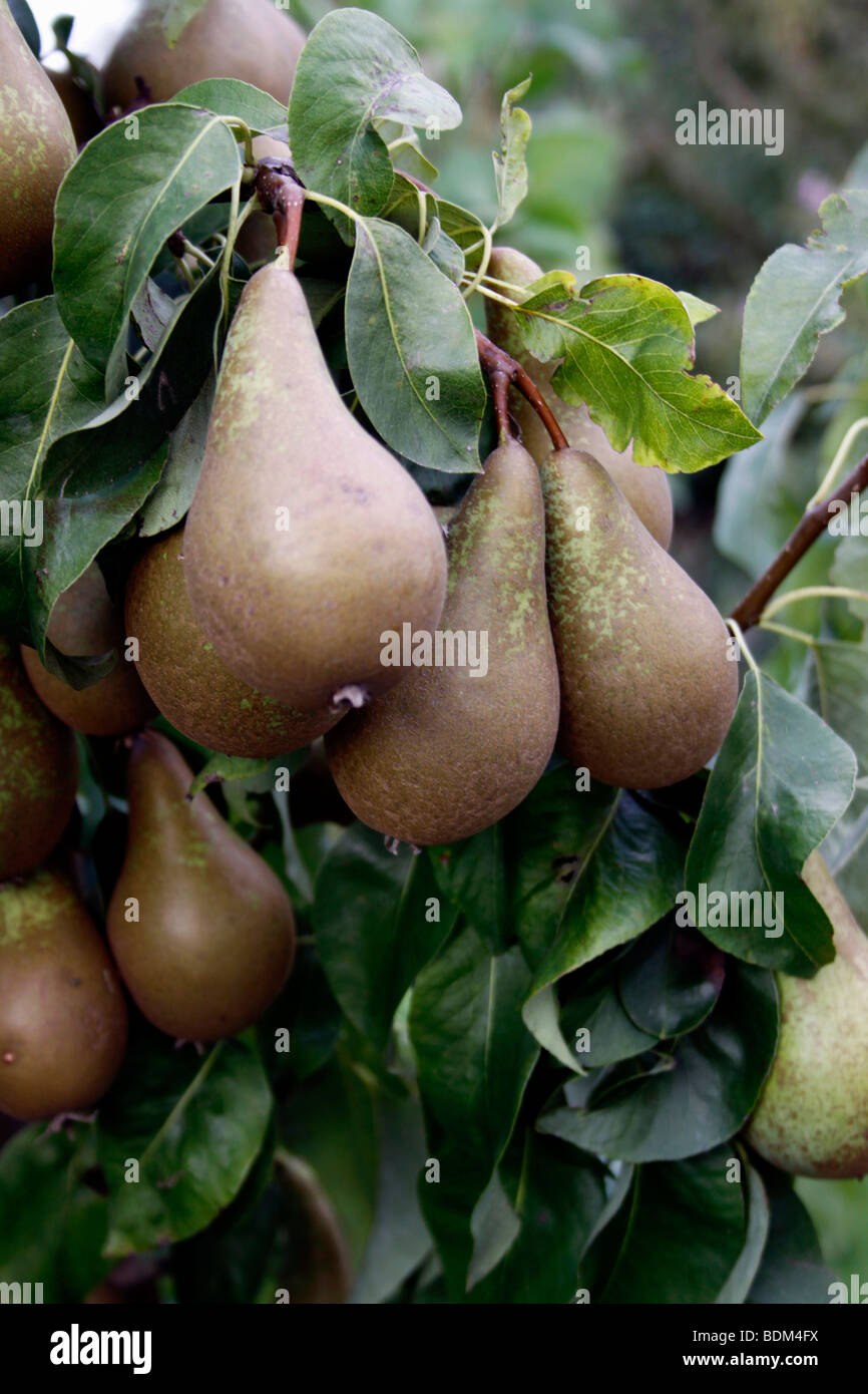 Pears ripening tree hi-res stock photography and images - Alamy
