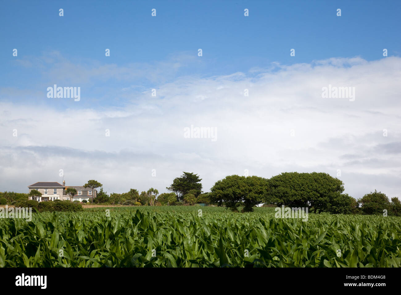 Mr cornfield hi-res stock photography and images - Alamy
