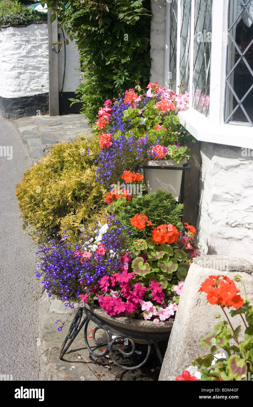 Potted geraniums hi-res stock photography and images - Alamy