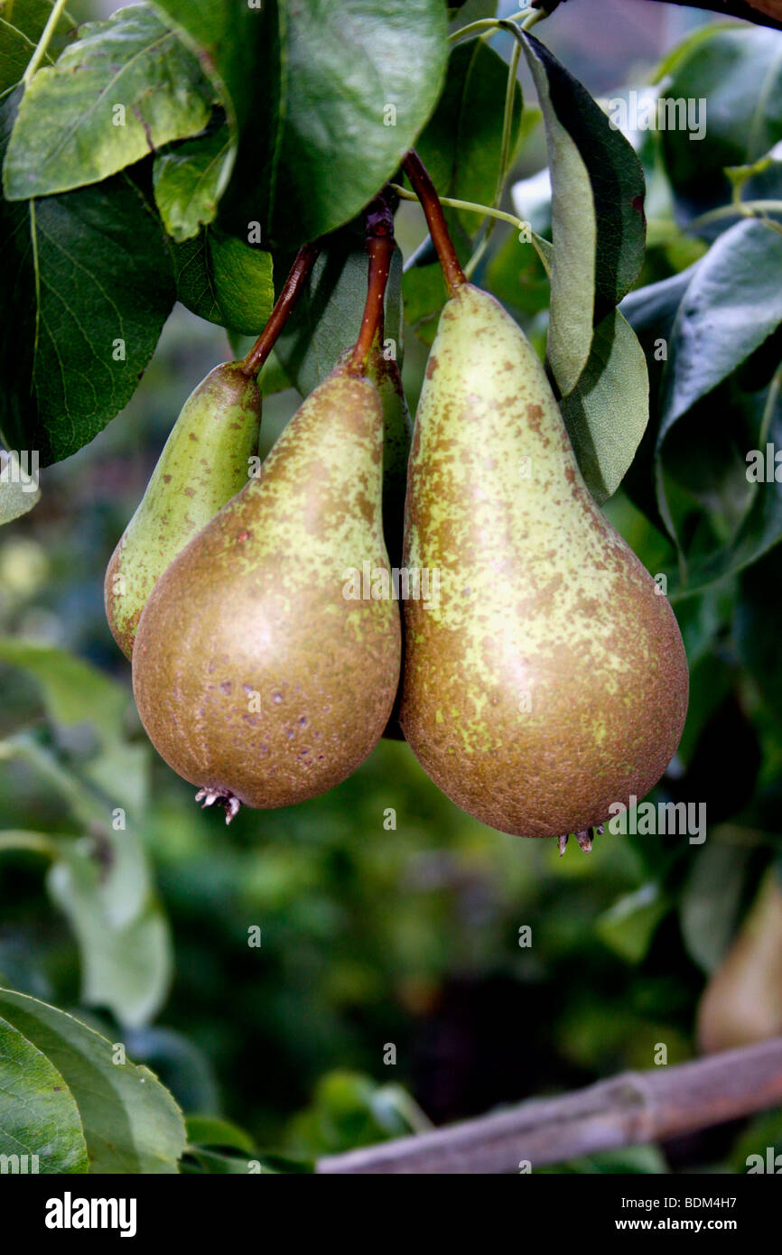 English pears hi-res stock photography and images - Alamy