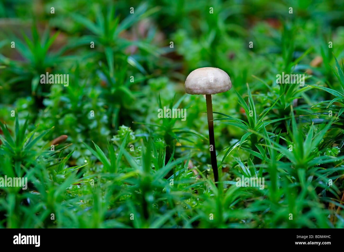 garlic marasmius - inedible mushroom Stock Photo - Alamy