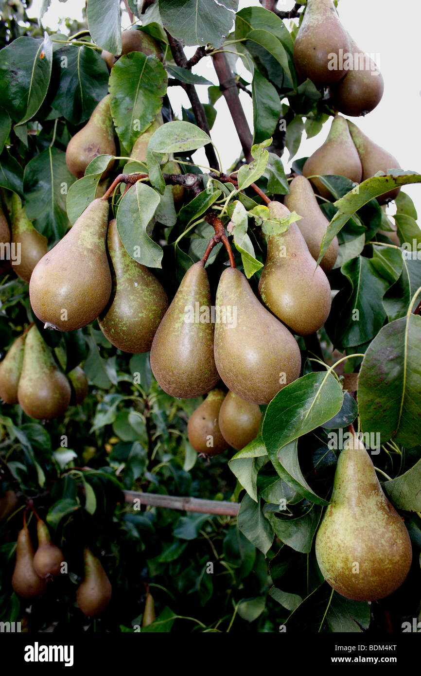 Conference pear tree hi-res stock photography and images - Alamy