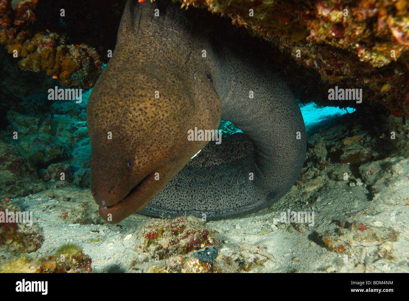 Moray Eel Egypt High Resolution Stock Photography and Images - Alamy