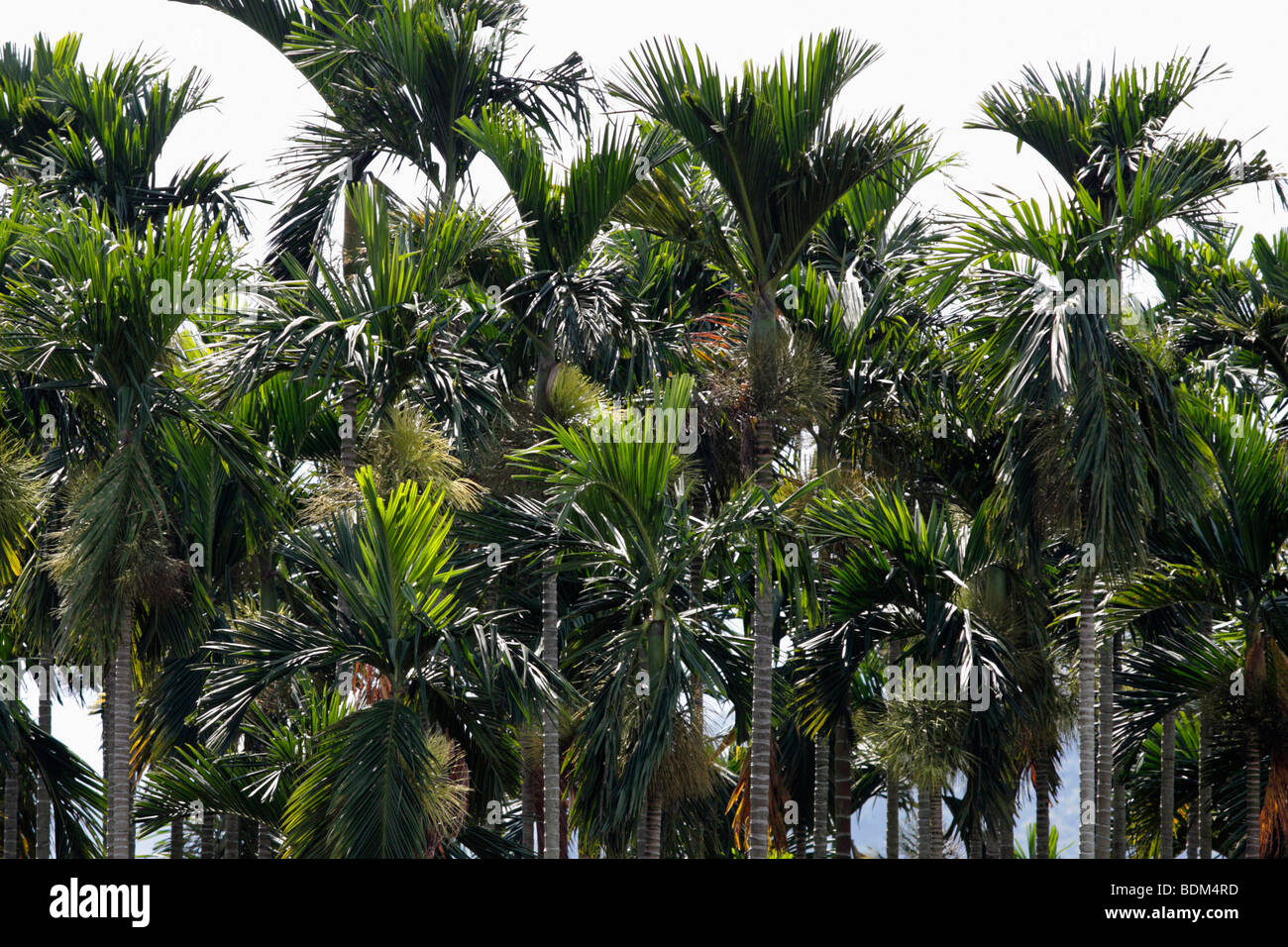 Betel nut trees grow in field Stock Photo - Alamy