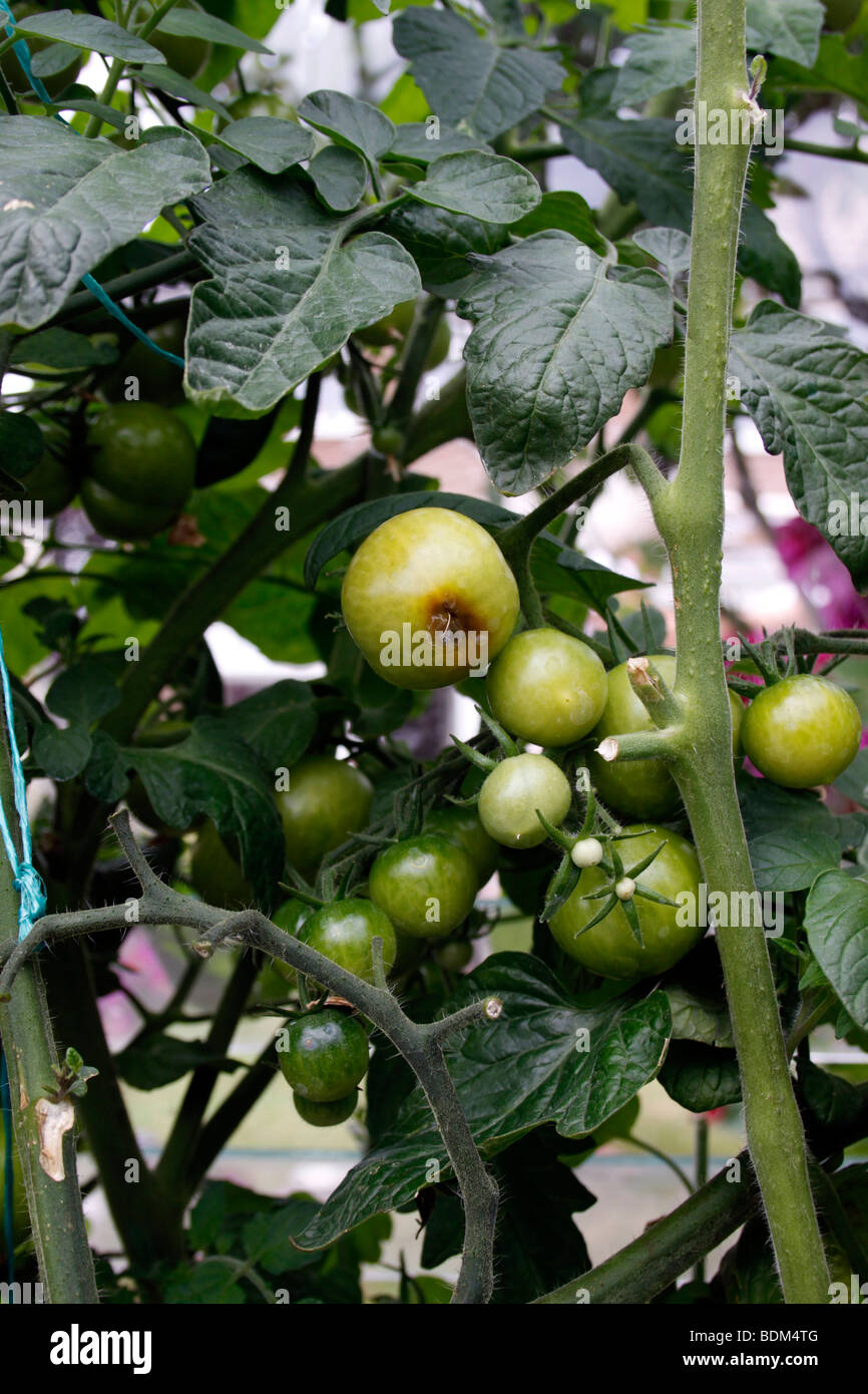 Blossom end rot hi-res stock photography and images - Alamy