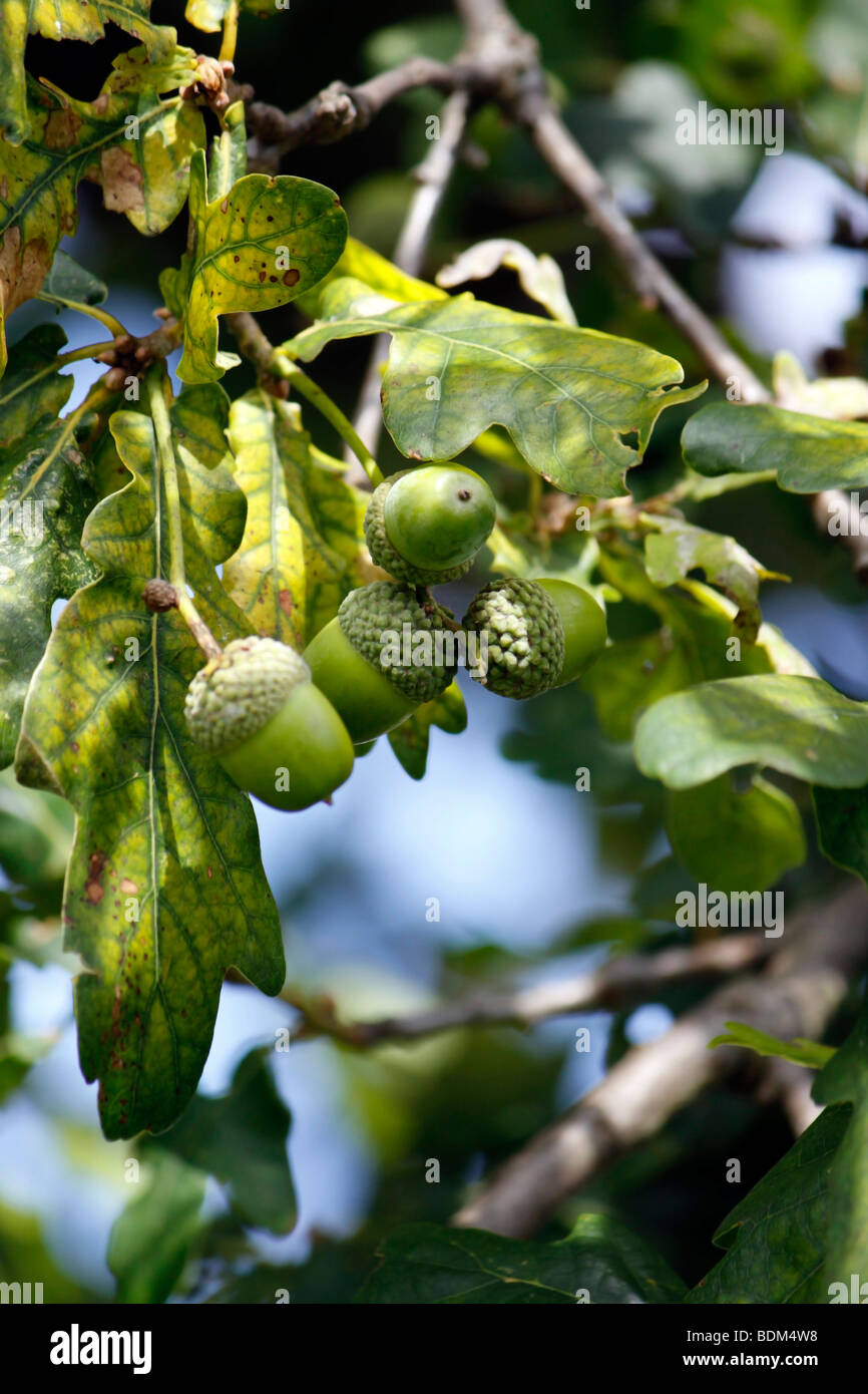 English oak quercus robur uk acorn hi-res stock photography and images ...