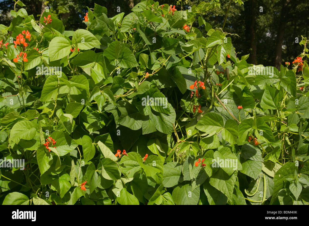 Runner Bean Plants Stock Photo - Alamy