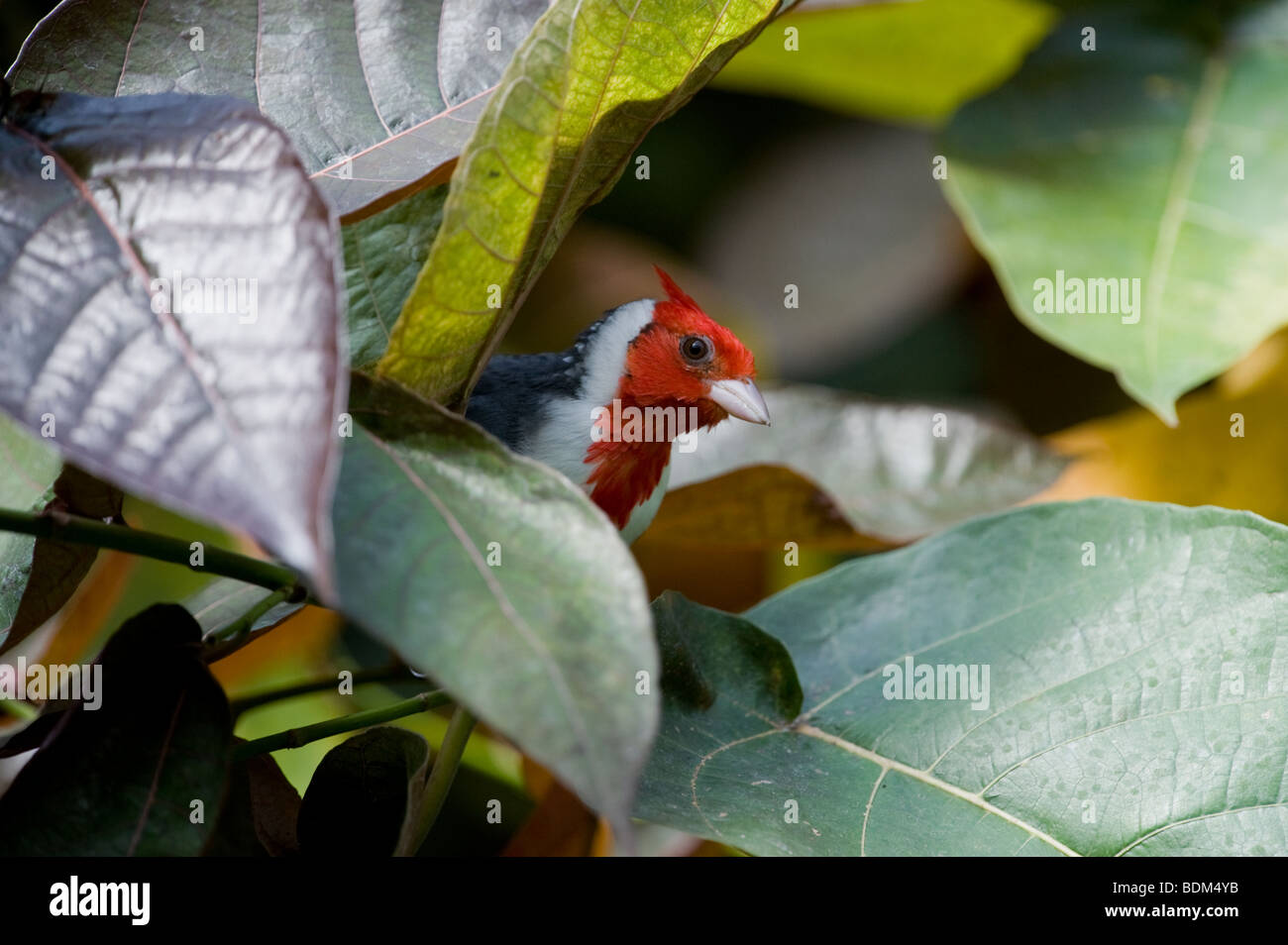 Brazilian / Red Crested Cardinal Paroaria coronata Stock Photo - Alamy