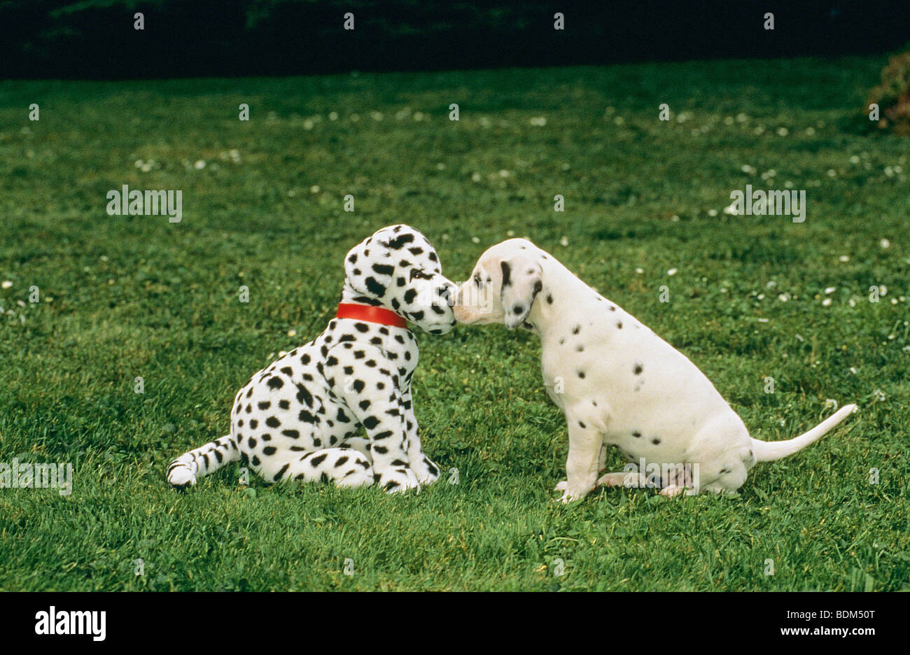 Dalmation dog puppy with plushie Stock Photo - Alamy