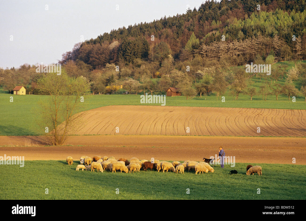 Sheepherder hi-res stock photography and images - Alamy