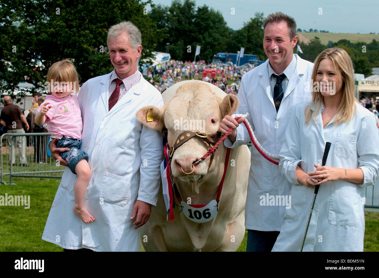 Pedigree British Blonde bull at Burwarton Show Shropshire England Stock ...