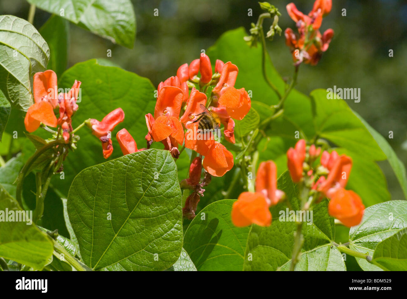 Flowers Of The Runner Bean Plant Stock Photo - Alamy