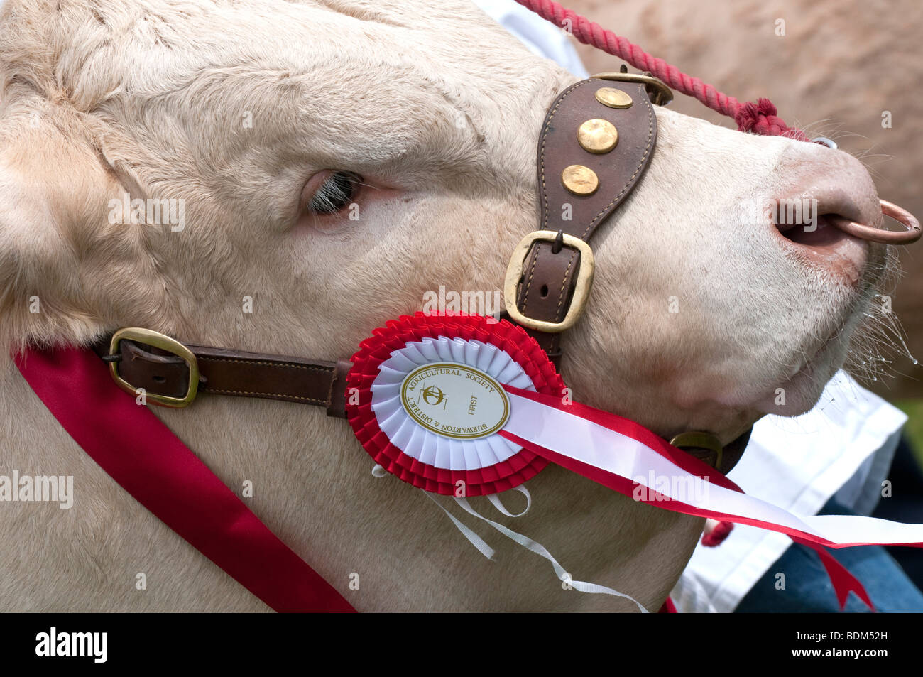 Pedigree British Blonde bull at Burwarton Show Shropshire Stock Photo ...