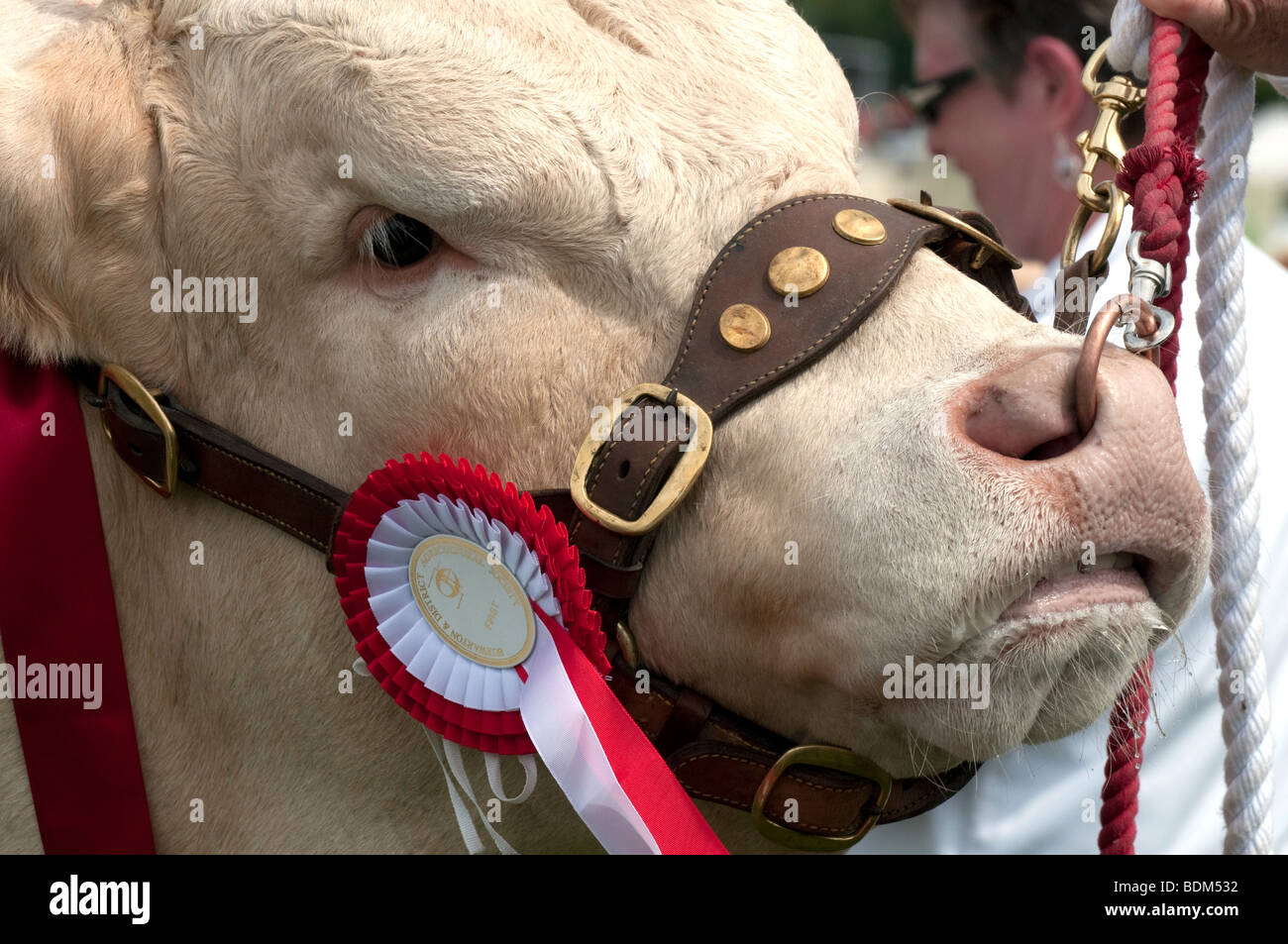 Bull with rosette hi-res stock photography and images - Alamy