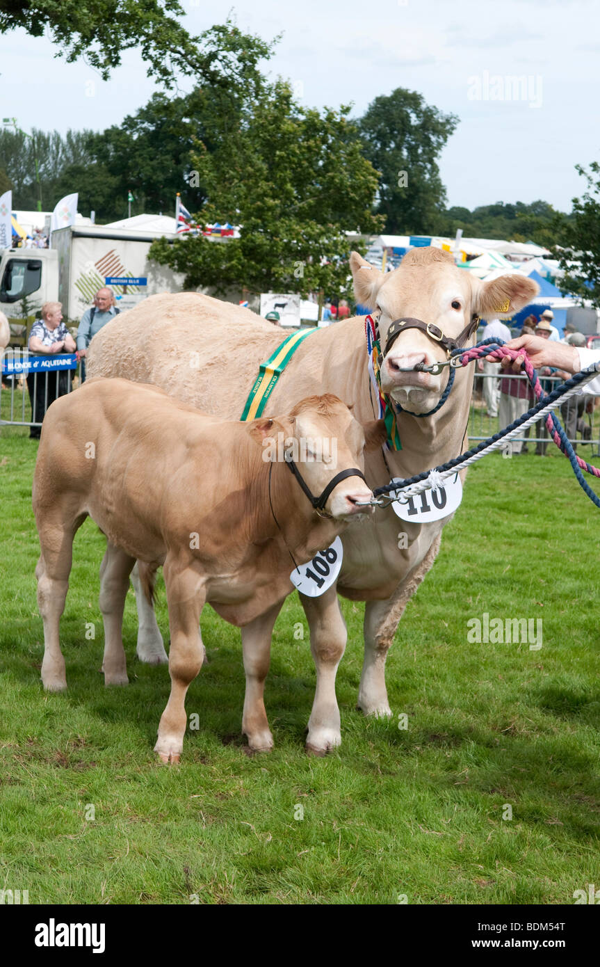 British Blonde cow and calf being exhibited at Burwarton Show ...