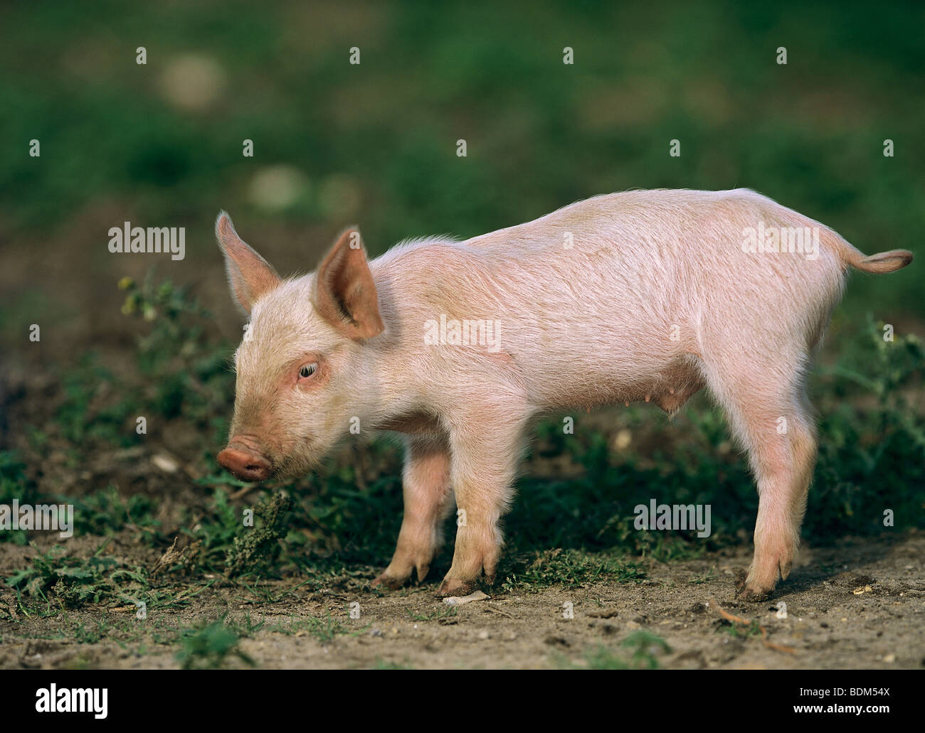 Piglet - standing Stock Photo - Alamy