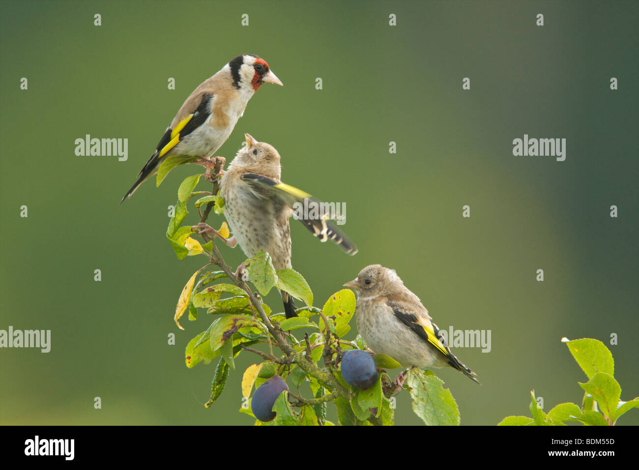 Young goldfinch hi-res stock photography and images - Alamy