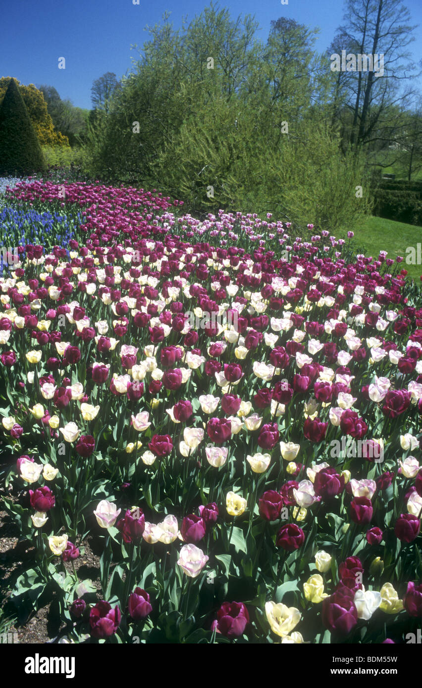 The Colorful Spring tulip display at Longwood Gardens ,Philadelphia in ...