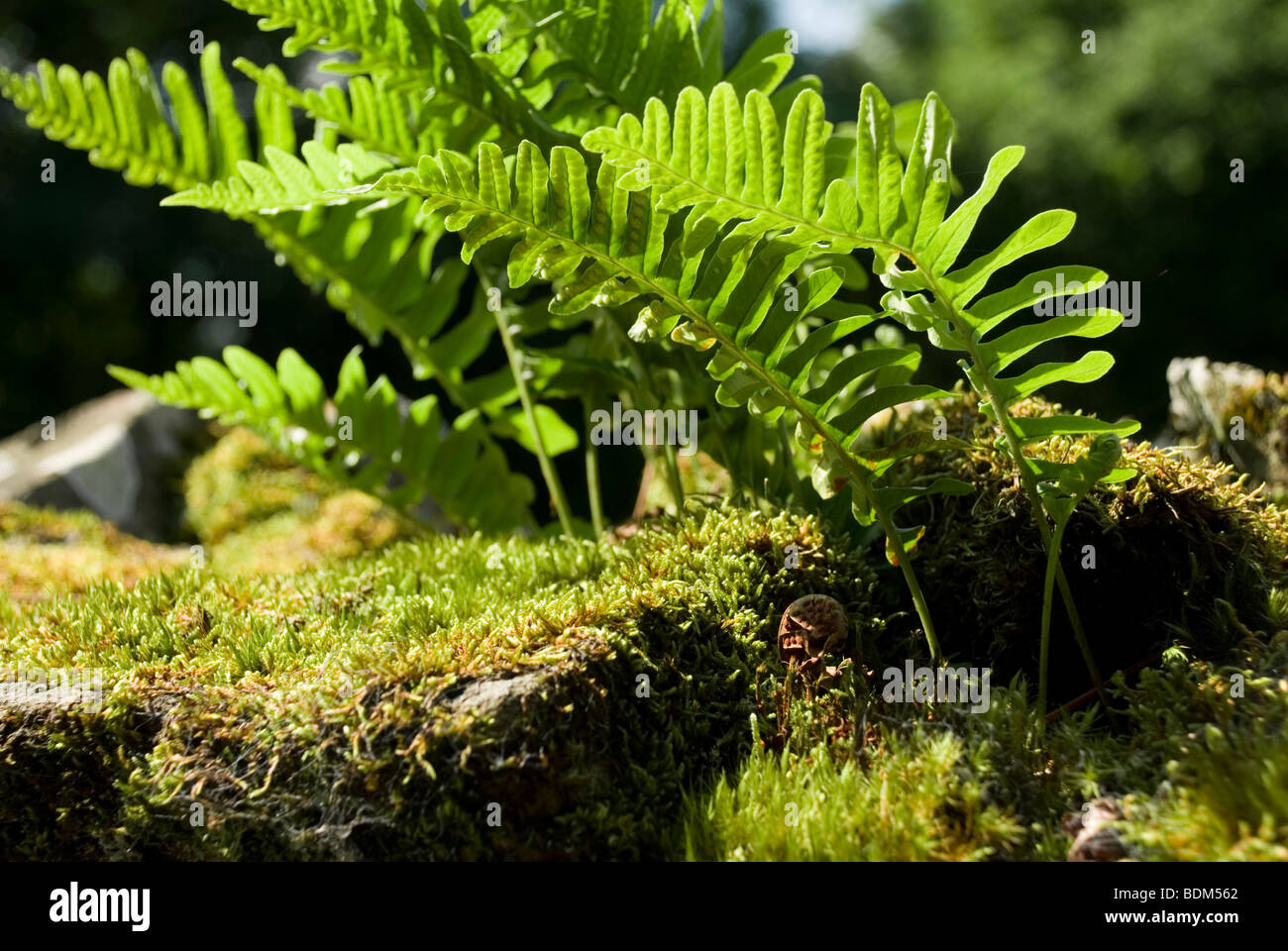 A Polypody fern Stock Photo - Alamy