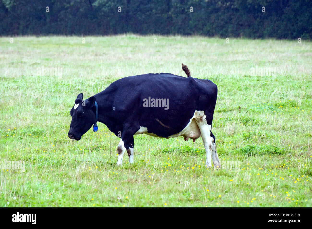 Friesian cow hi-res stock photography and images - Alamy