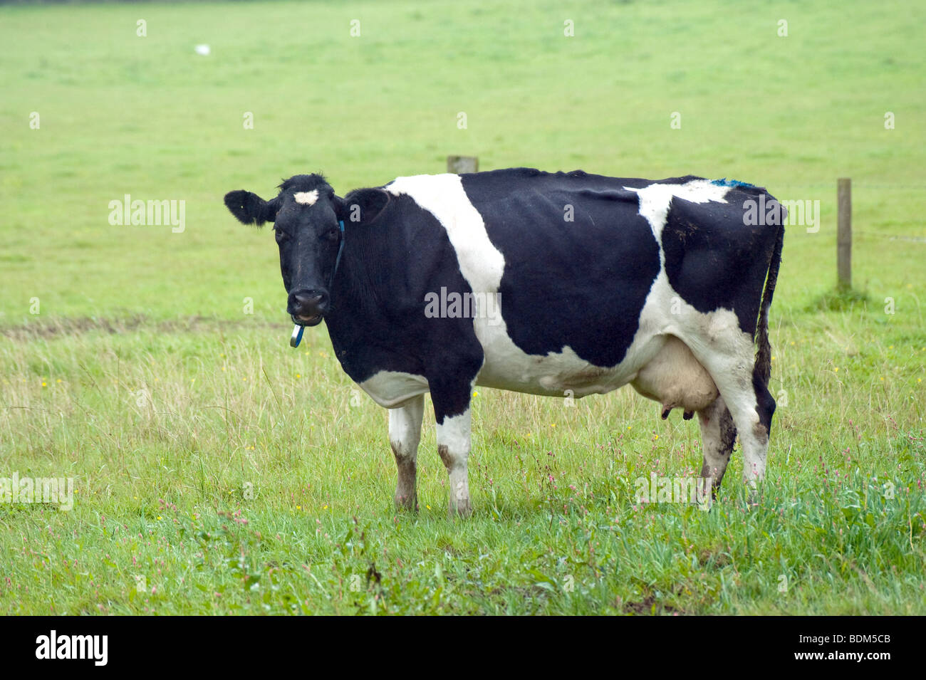 a Friesian cow in a field Stock Photo - Alamy