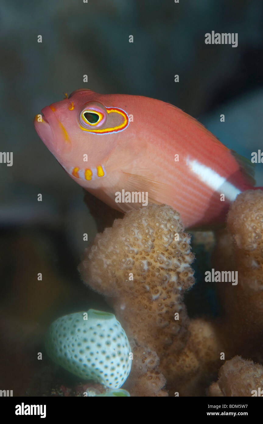 Arc eye hi-res stock photography and images - Alamy